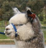 Untitled [www.yaringaalpacas.com.au]